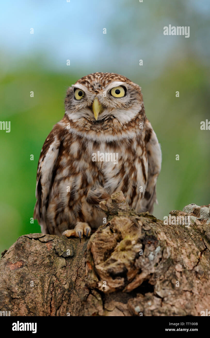 Stern little owl hi-res stock photography and images - Alamy