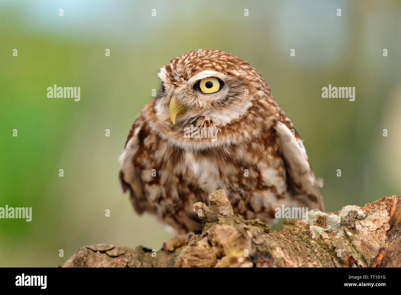 Little owl centre hi-res stock photography and images - Alamy