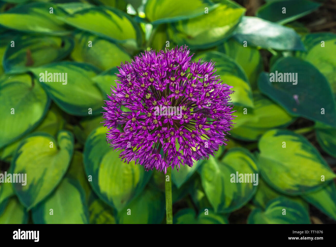 Common garden flower Stock Photo - Alamy
