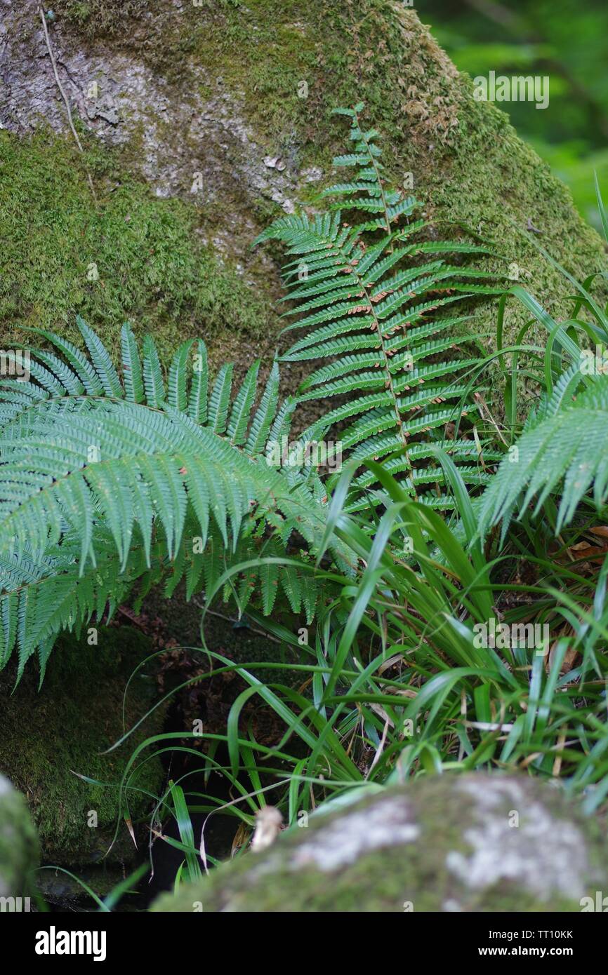 Fern Plant at the Base of a Mossy English Oak Tree. Holne Woods ...