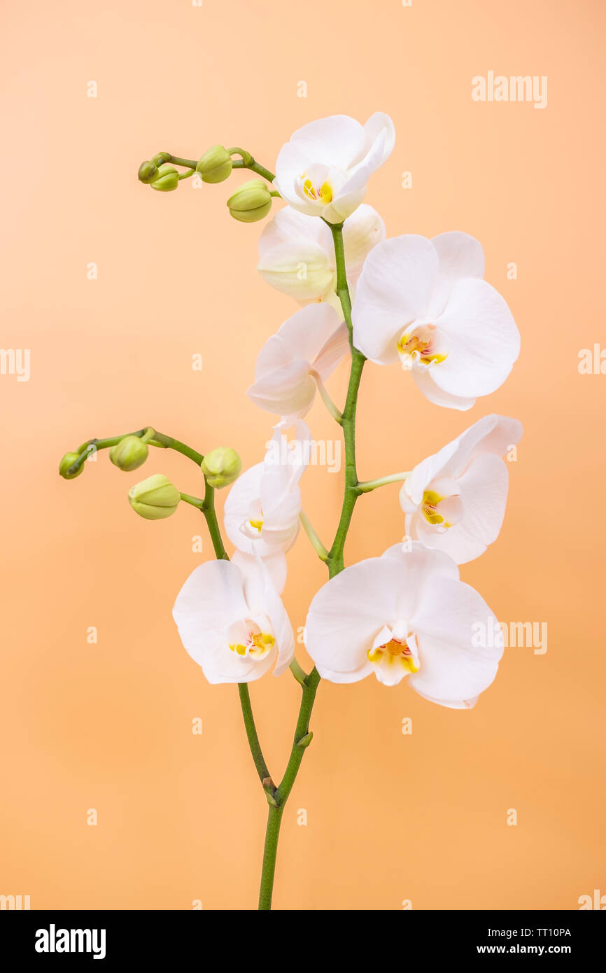 Orchid close up background hi-res stock photography and images - Alamy