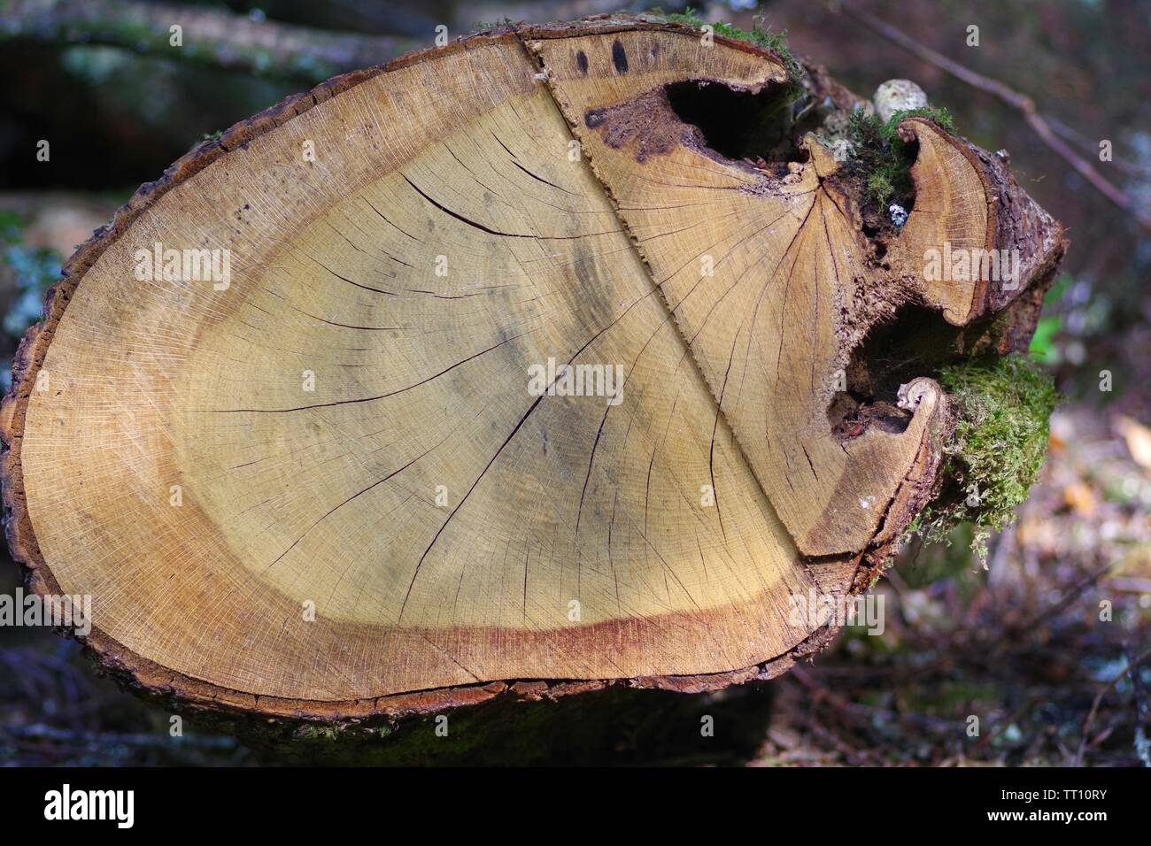 Tree Cross Section Oak High Resolution Stock Photography and Images - Alamy