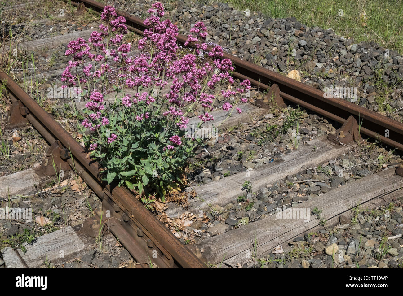 Disused train track hi-res stock photography and images - Alamy