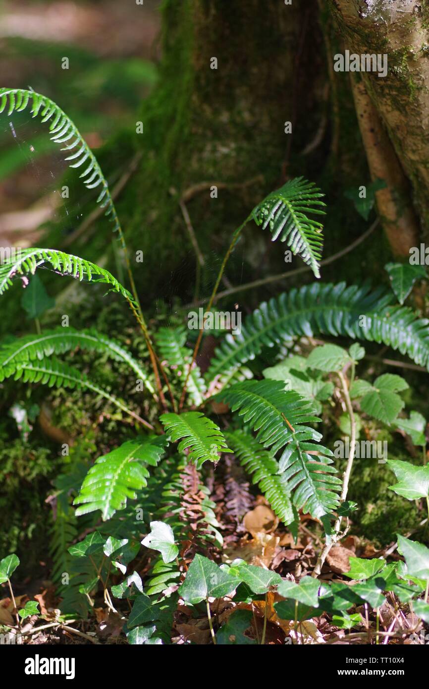 Hard Fern or Deer Fern, (Blechnum spicant) Growing on the Woodland ...