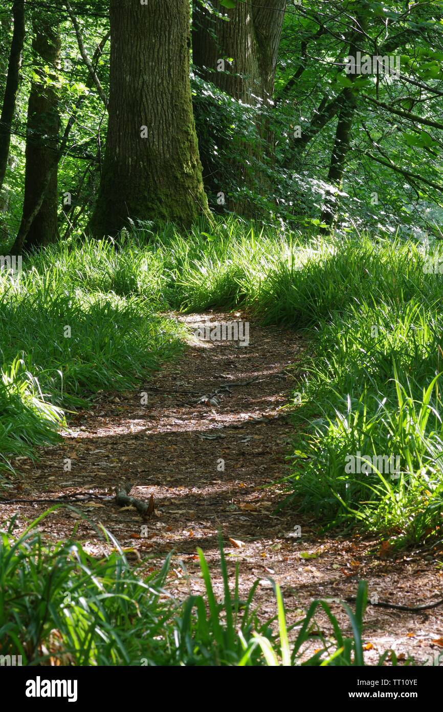 Path through Holne Woods on a Summer Day. Dartmoor, Devon, UK Stock ...