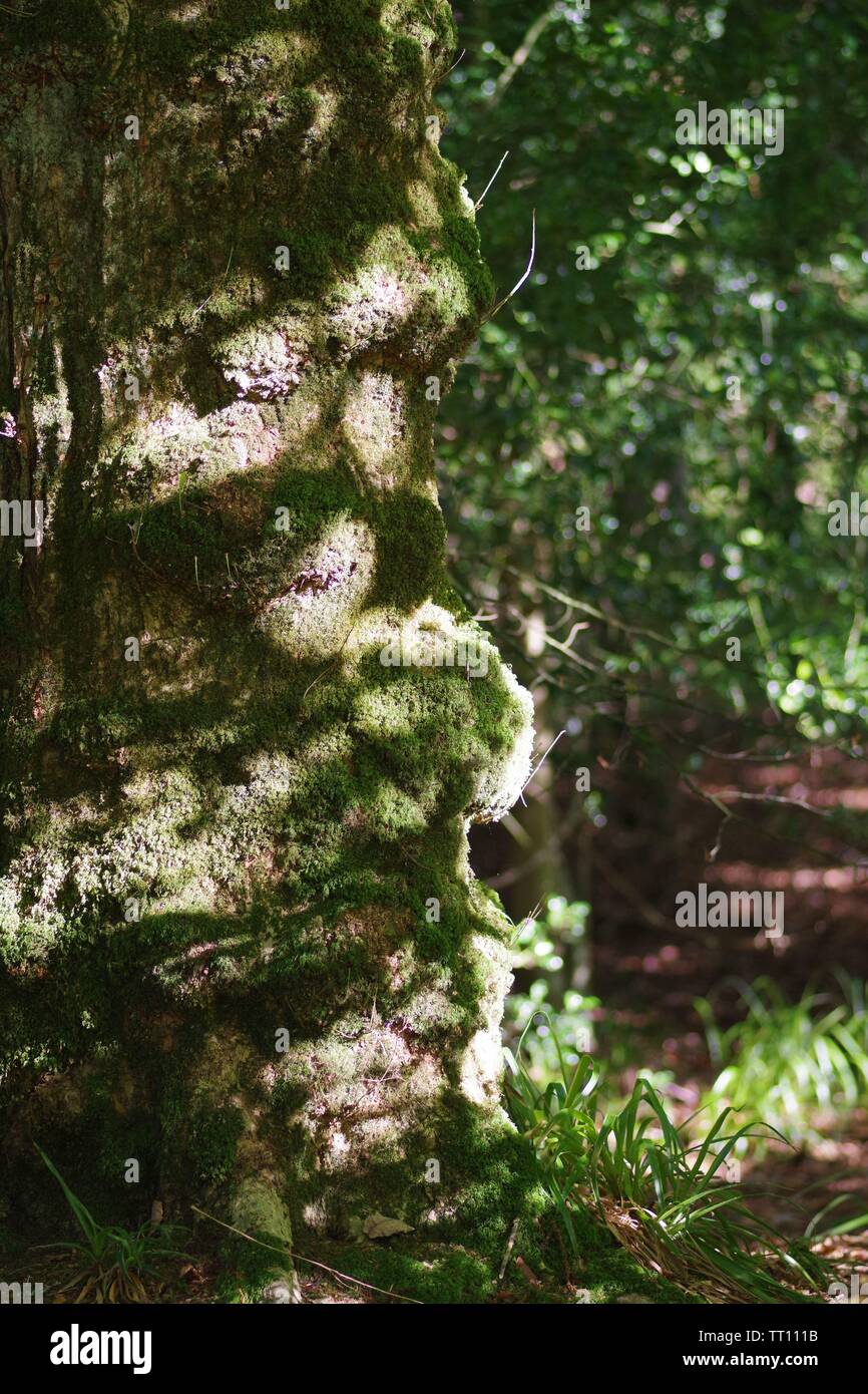 Old Mossy English Oak tree Trunk (Quercus robur) with Burrs in Dappled ...
