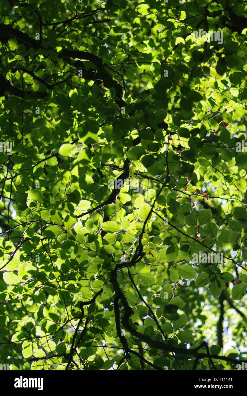 Backlit Beech Tree Branch (Fagus sylvatica) in Summer Foliage. Holne ...