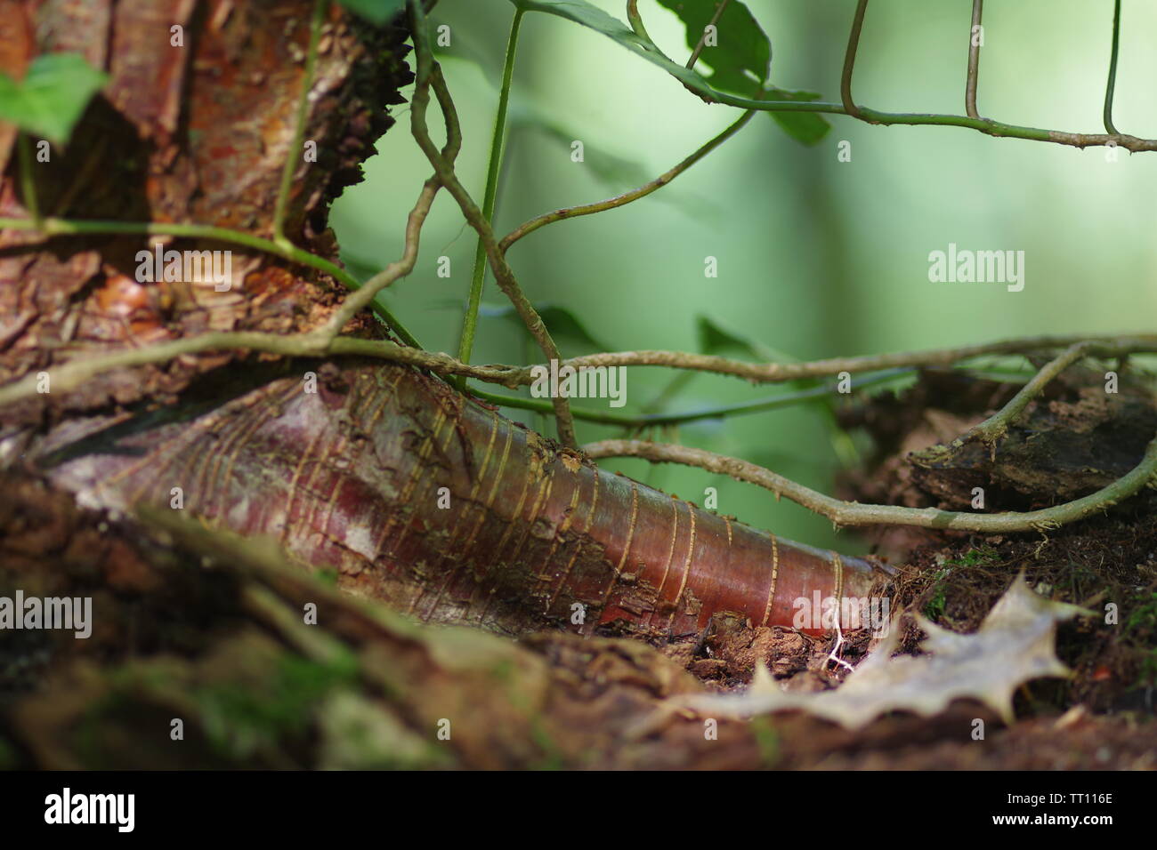 Ancient holly tree uk hi-res stock photography and images - Alamy