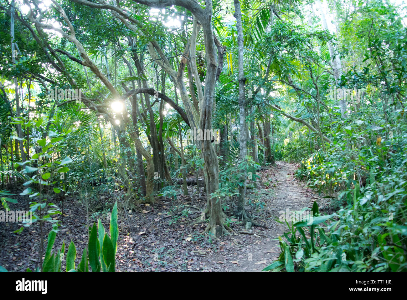 Tropical beach path palm trees hi-res stock photography and images - Alamy