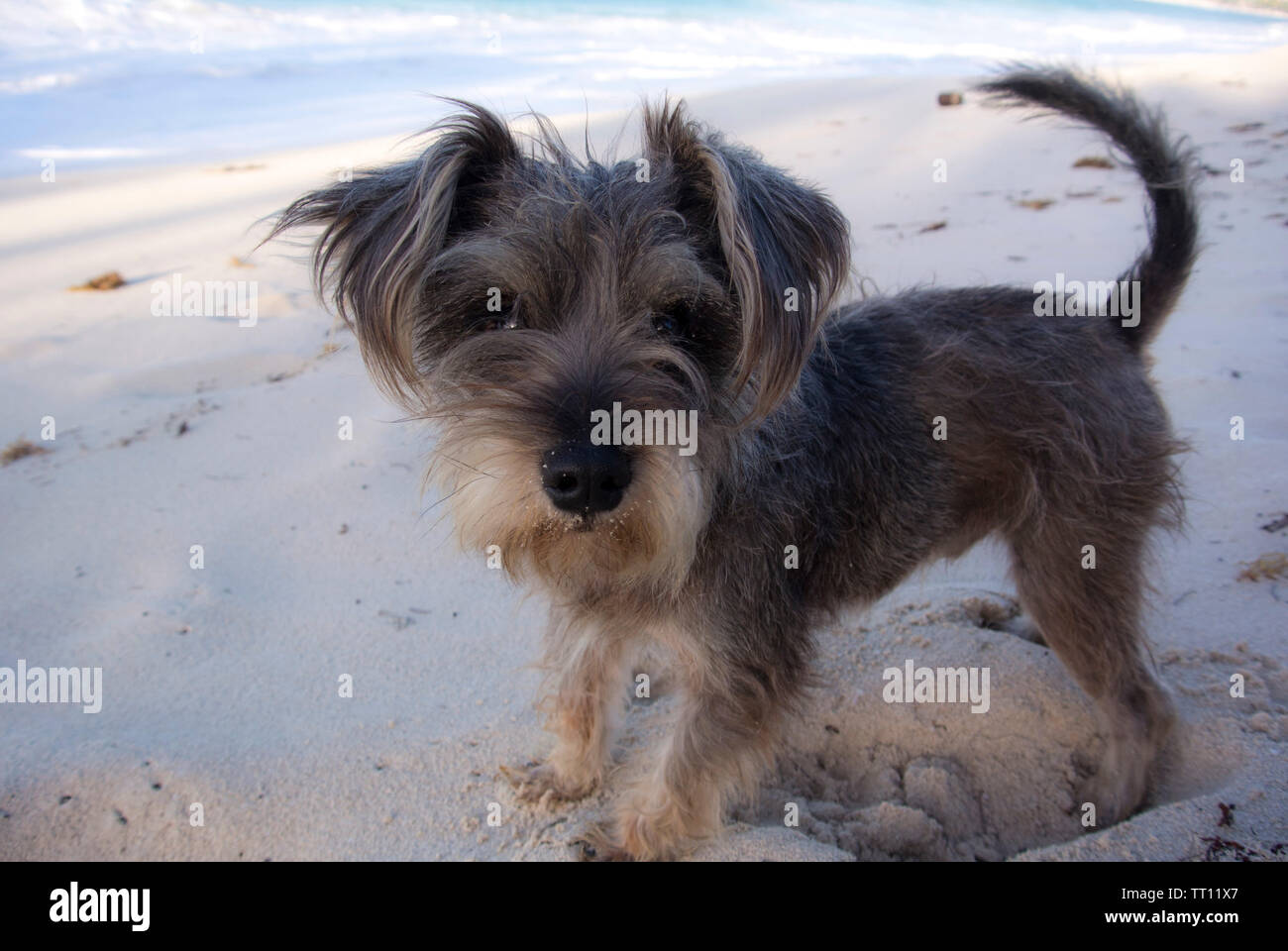 Small dog on the beach Stock Photo - Alamy