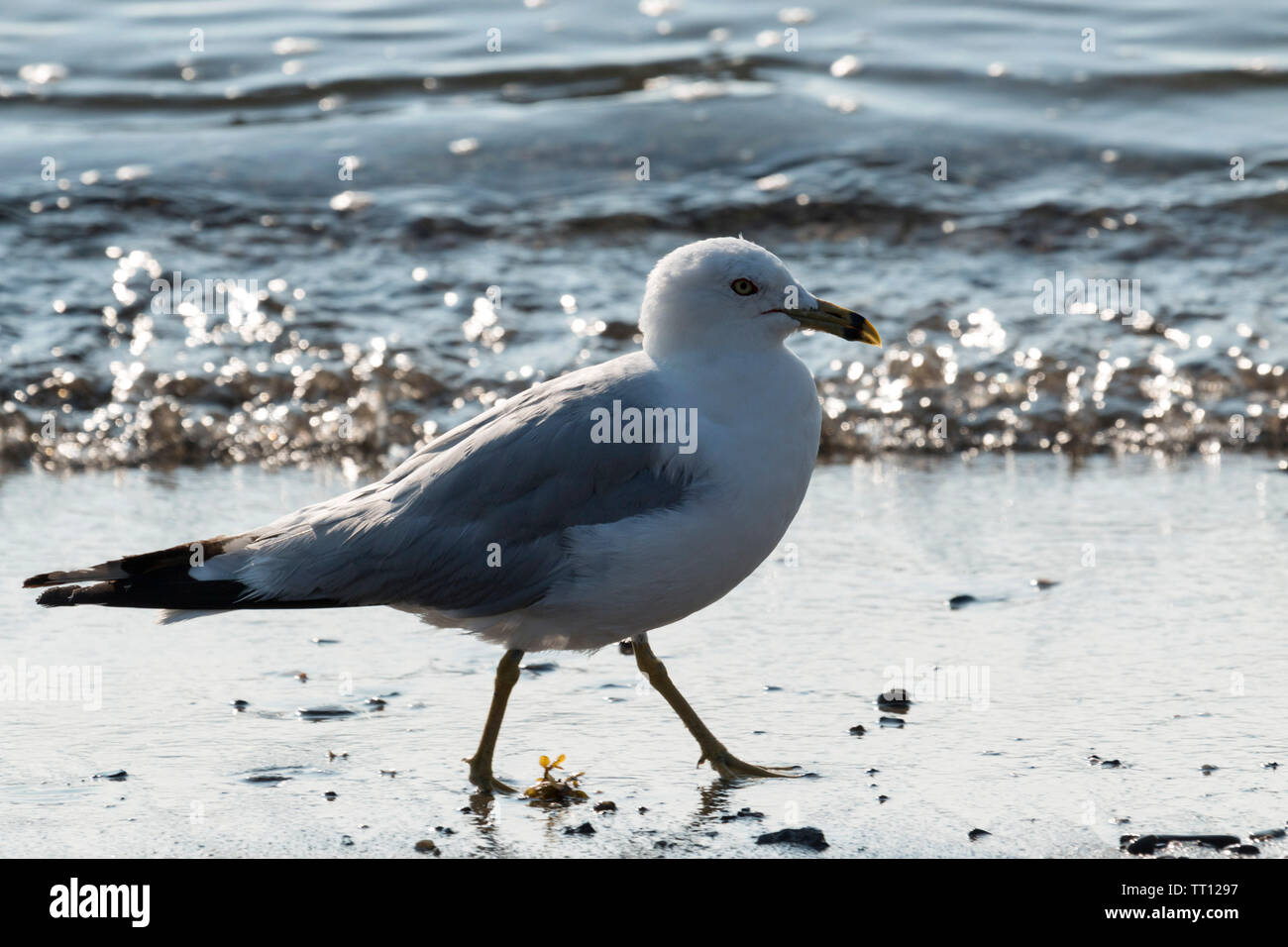 Maine seagull hi-res stock photography and images - Alamy