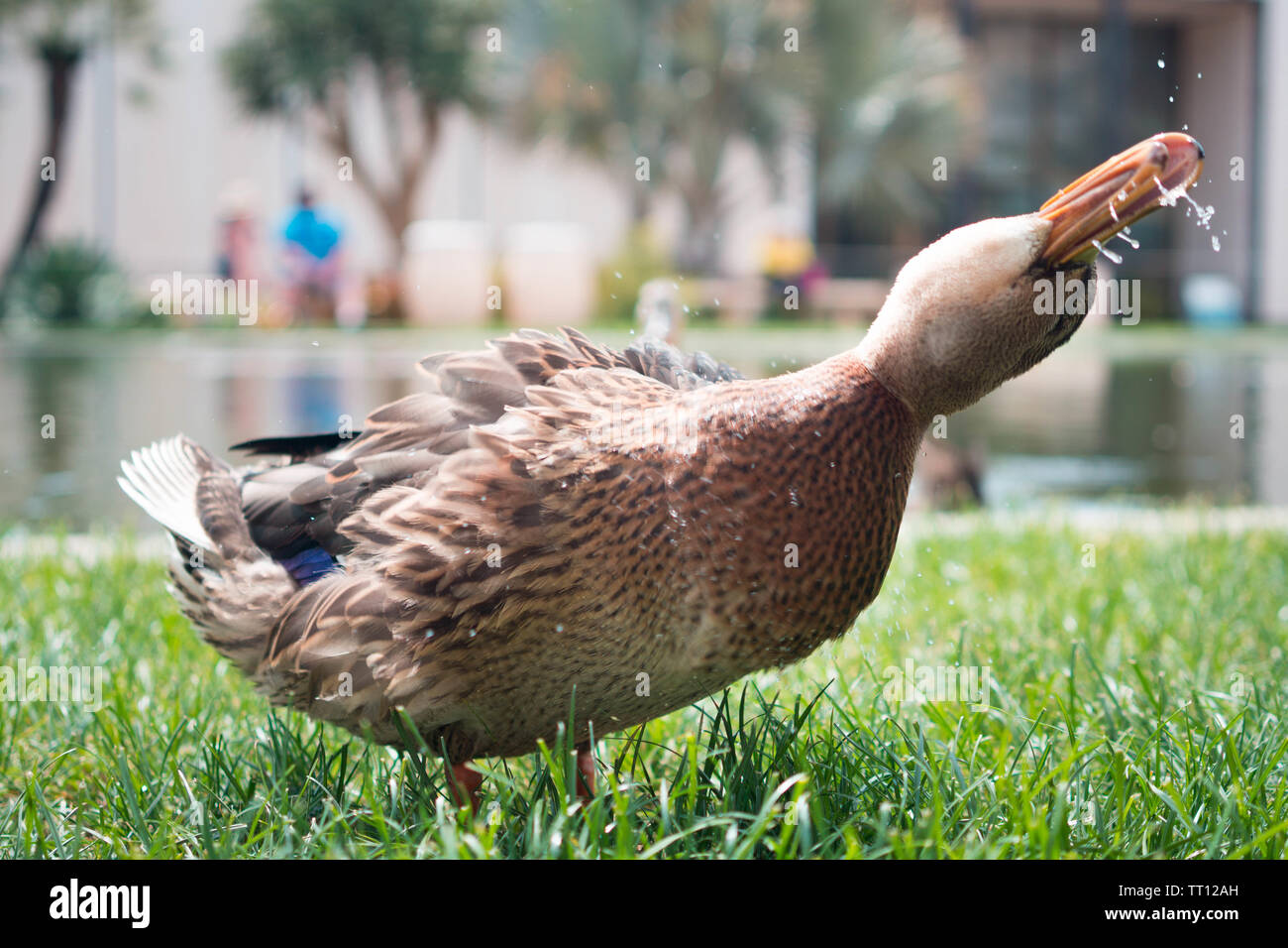 brown duck drying itself next to a pond with people sitting in the ...