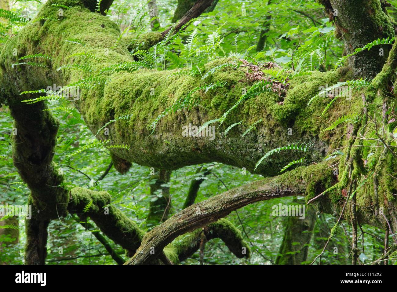 Oakferns hi-res stock photography and images - Alamy