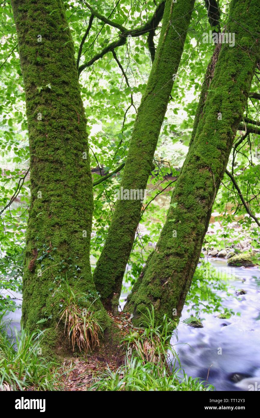 Three trunked park tree hi-res stock photography and images - Alamy