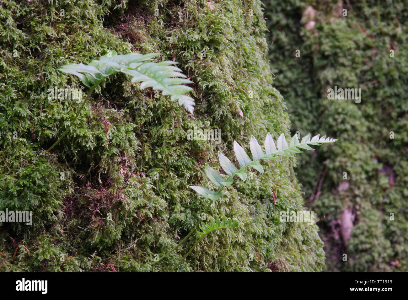 Temperate woodland uk ferns hi-res stock photography and images - Alamy