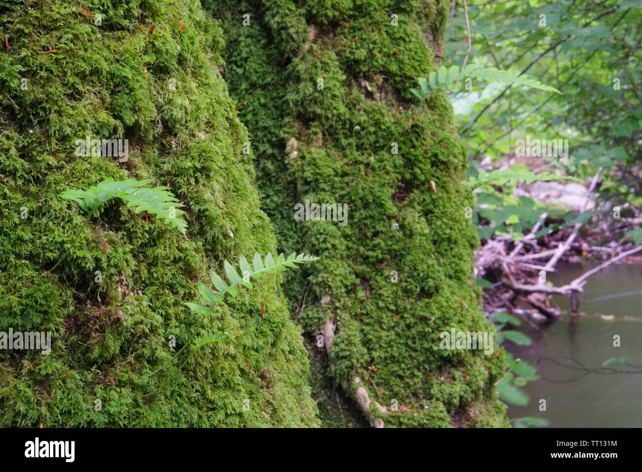 Temperate woodland uk ferns hi-res stock photography and images - Alamy