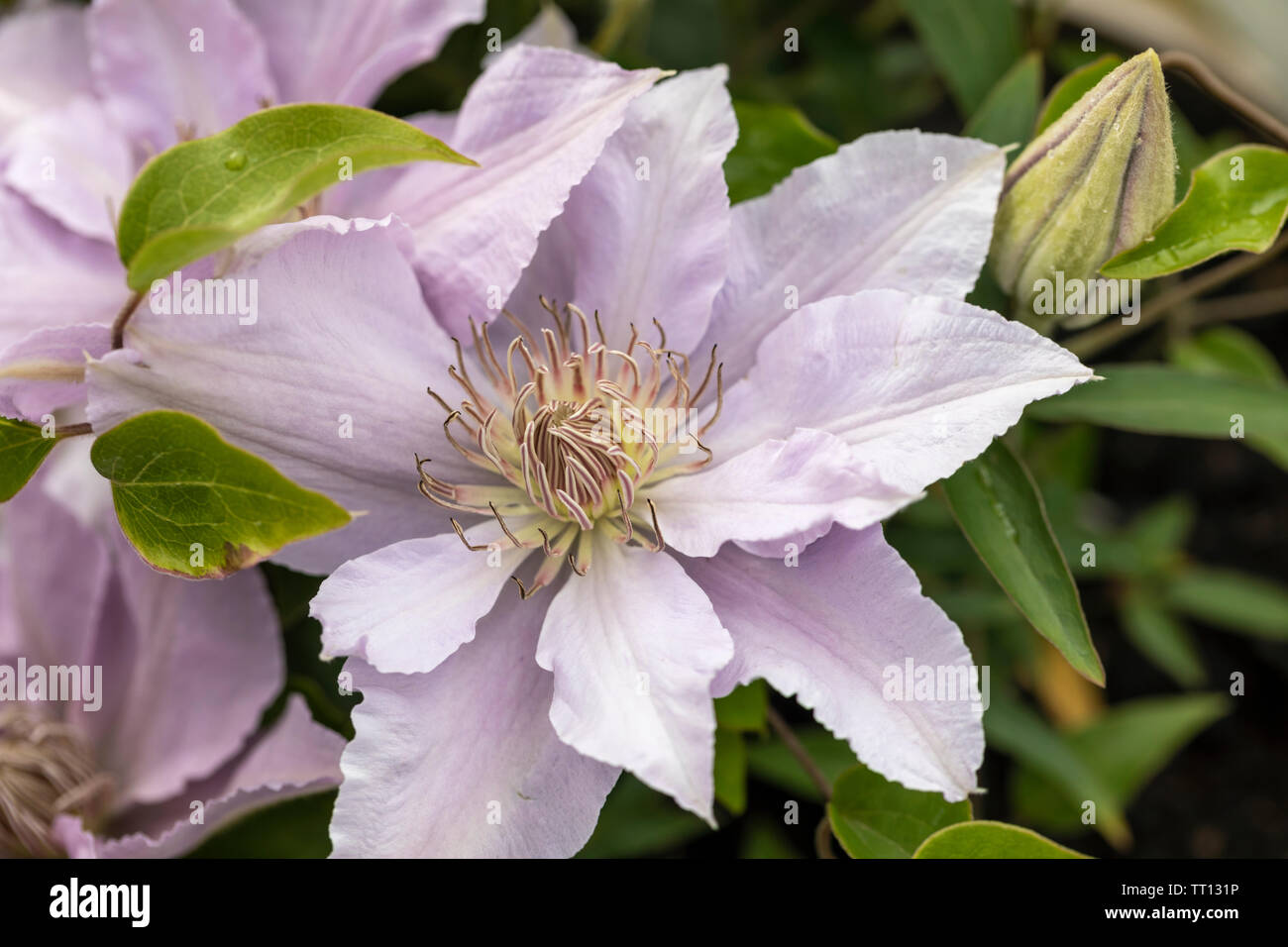 Close up of dwarf Clematis Filigree flowering in an English garden, UK ...