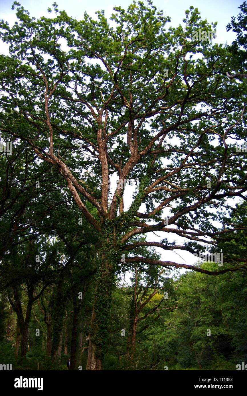 English Oak Tree (Quercus robur) Hembury Woods on a Late Summers ...