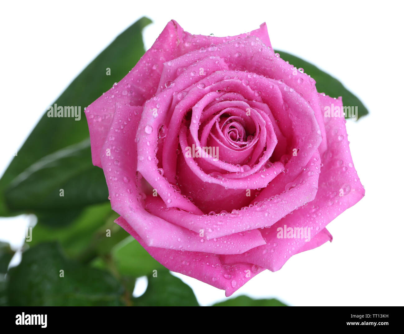 Pink rose isolated on white Stock Photo - Alamy