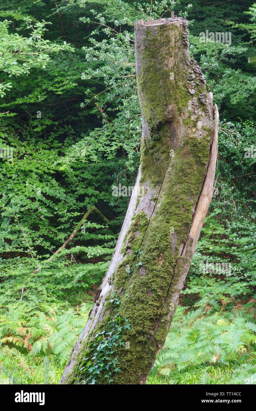 Dead standing oak trees hi-res stock photography and images - Alamy