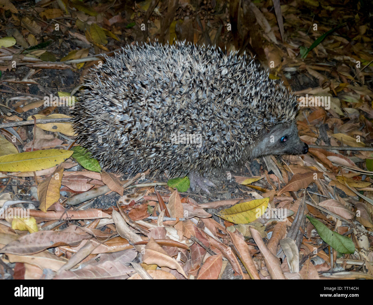 a beautiful hedgehog foraging for food in the cool air of the night ...