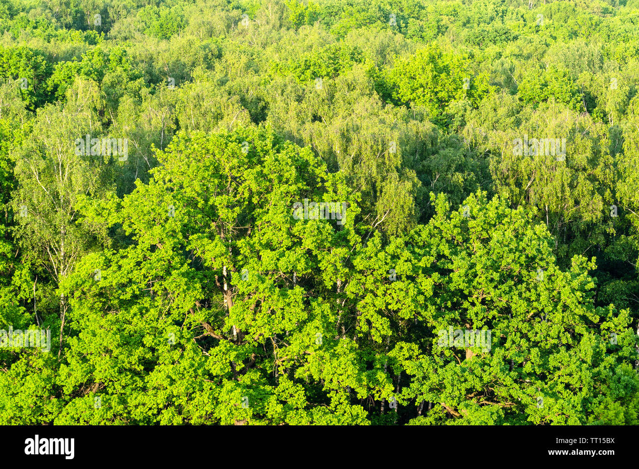aerial view of green oak tree illuminated by sunset sun in forest in ...