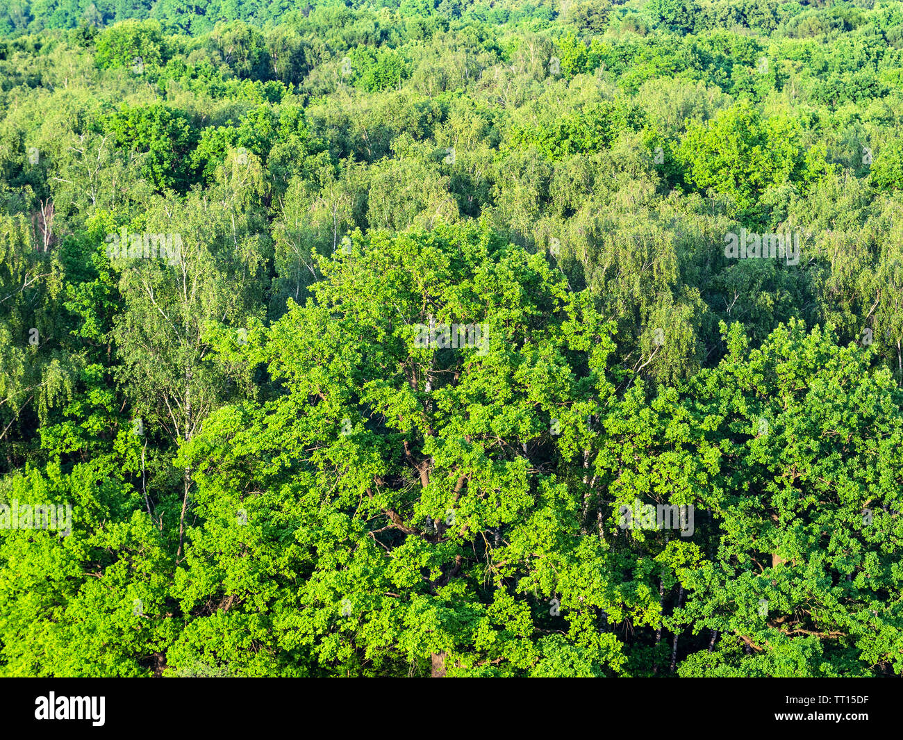 Russian Landscape Green Oak Forest High Resolution Stock Photography ...