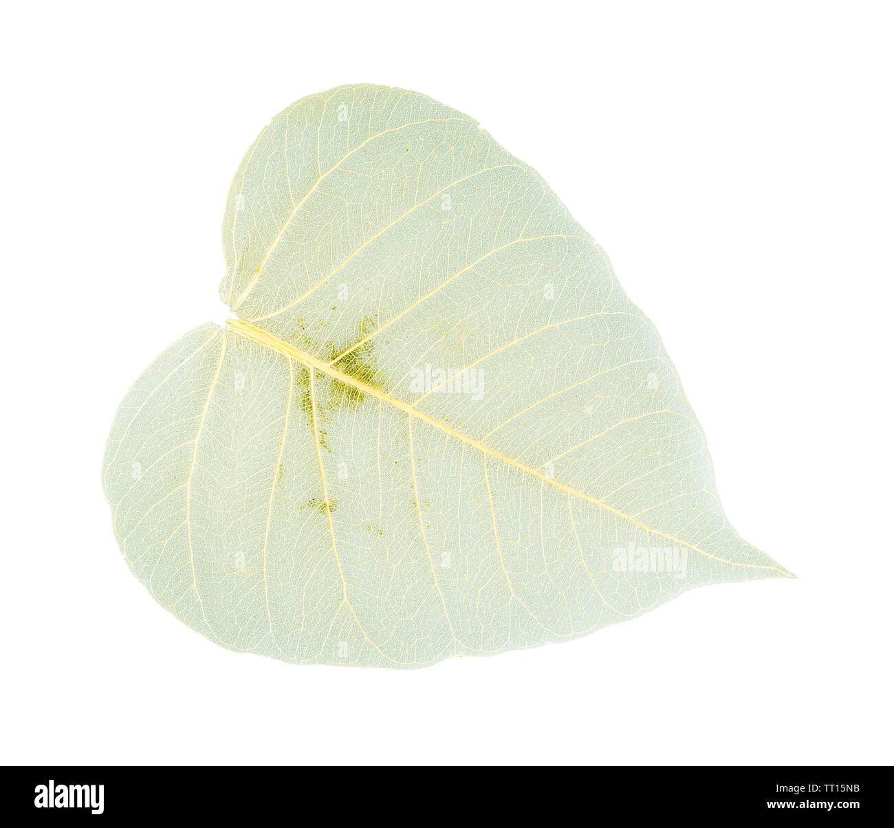textured dried green leaf cut out on white background Stock Photo - Alamy