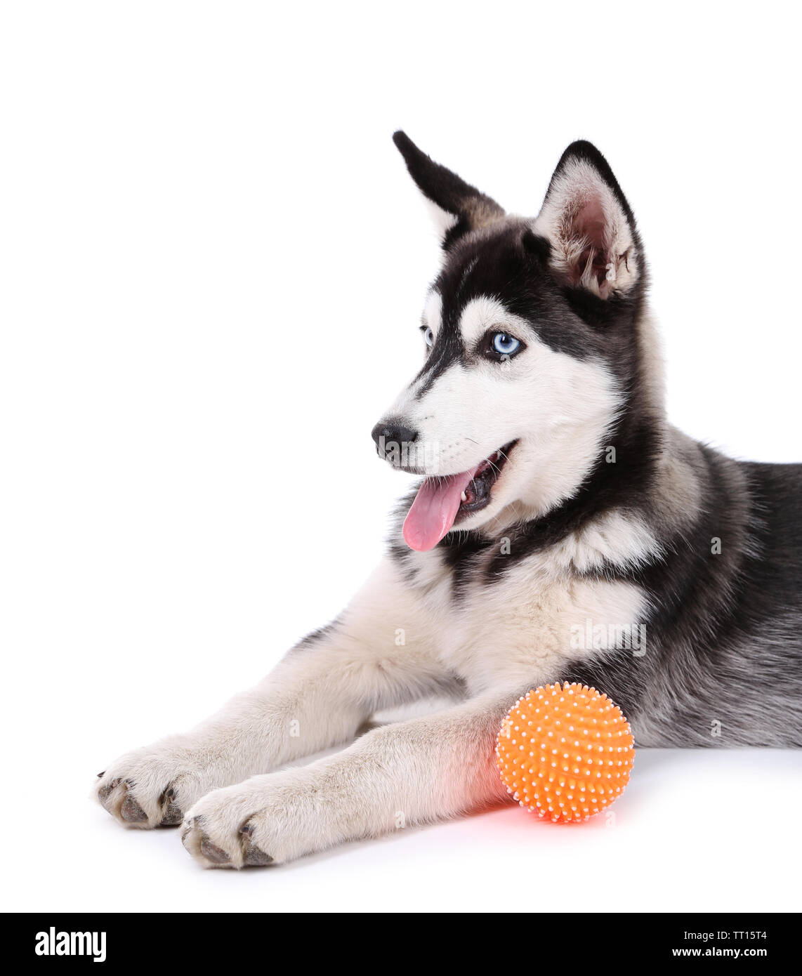 Beautiful cute husky puppy, isolated on white Stock Photo - Alamy