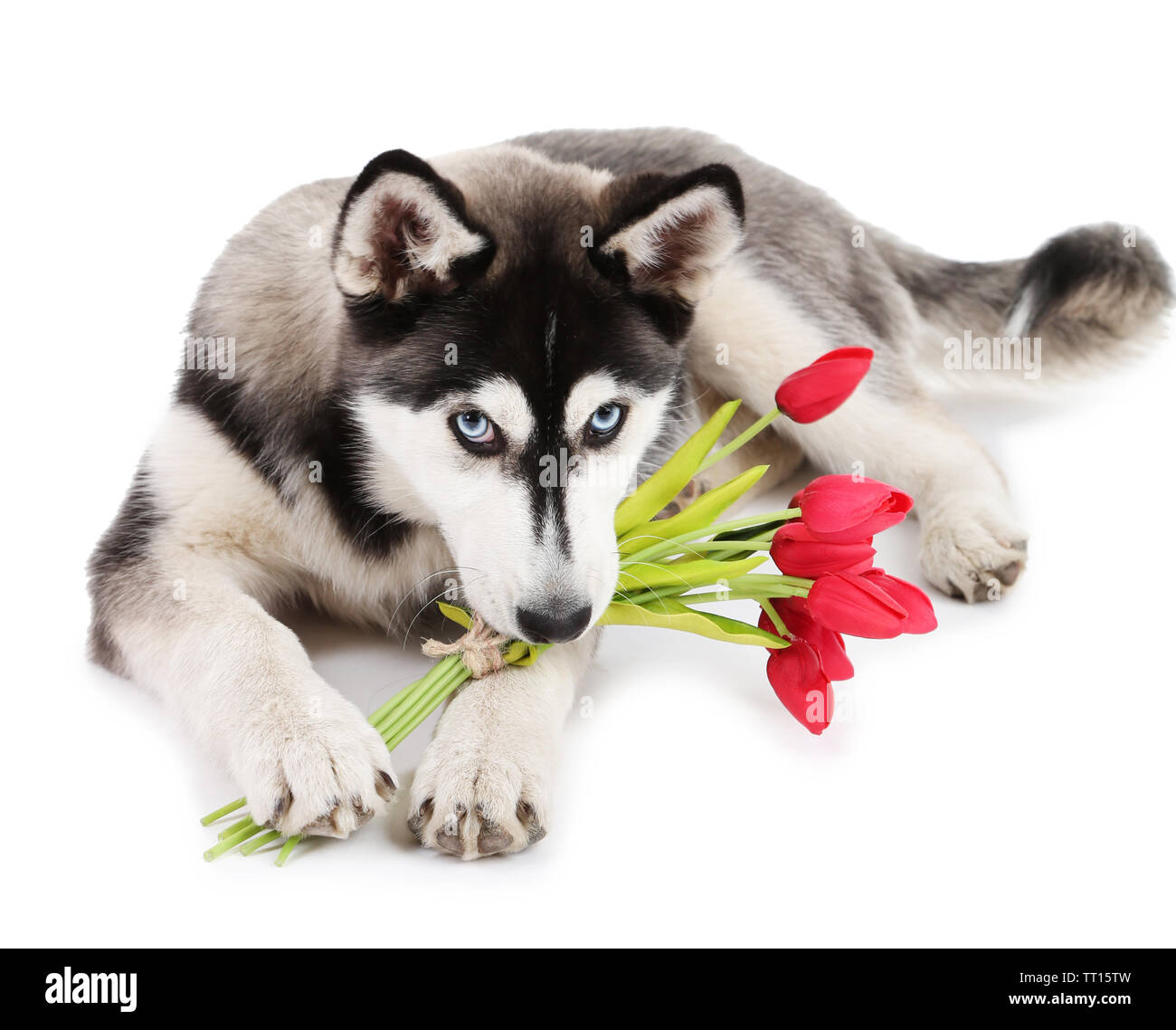 Husky and flowers Cut Out Stock Images & Pictures - Alamy