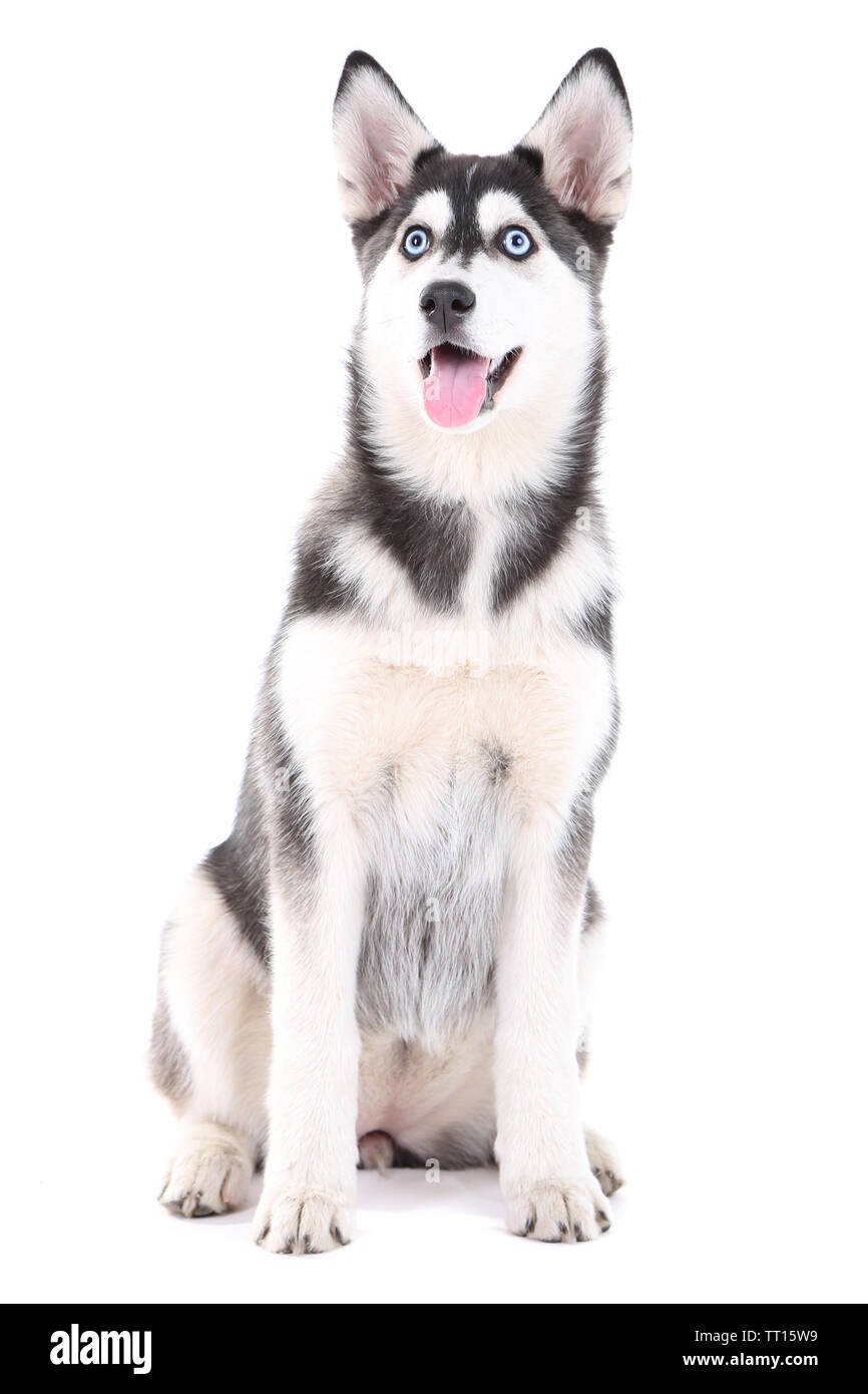 Beautiful cute husky puppy, isolated on white Stock Photo - Alamy