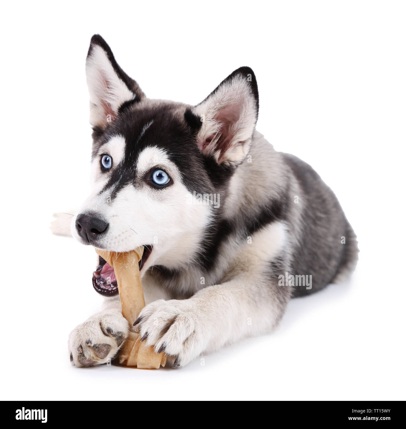 Beautiful cute husky puppy, isolated on white Stock Photo - Alamy