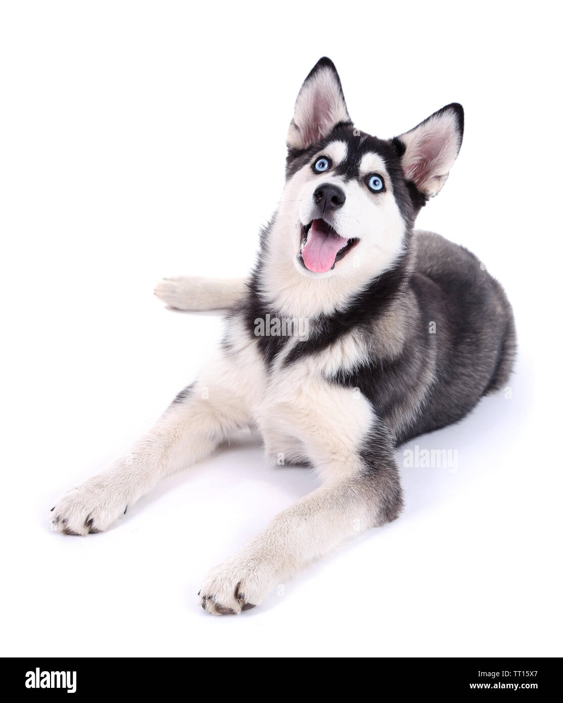 Beautiful cute husky puppy, isolated on white Stock Photo - Alamy