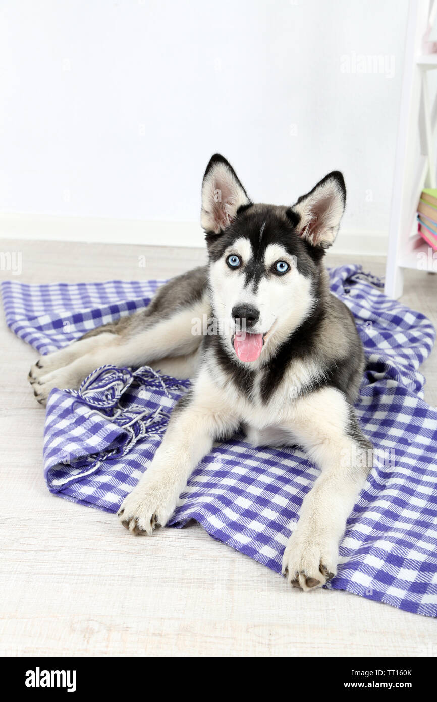 Beautiful cute husky puppy in room Stock Photo - Alamy