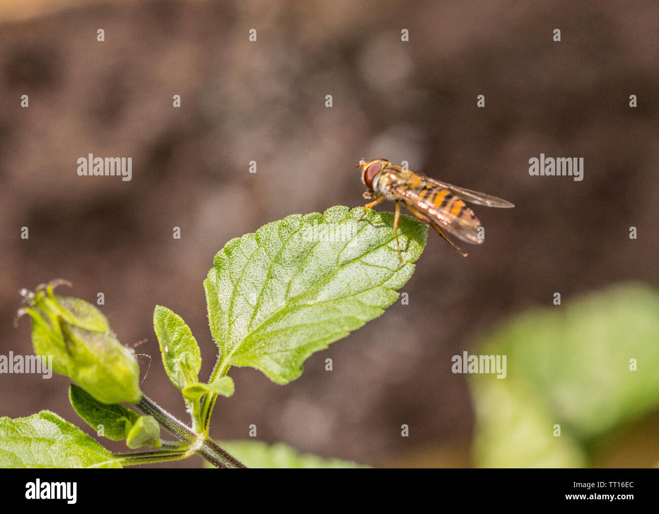 Wasplike insect hi-res stock photography and images - Alamy