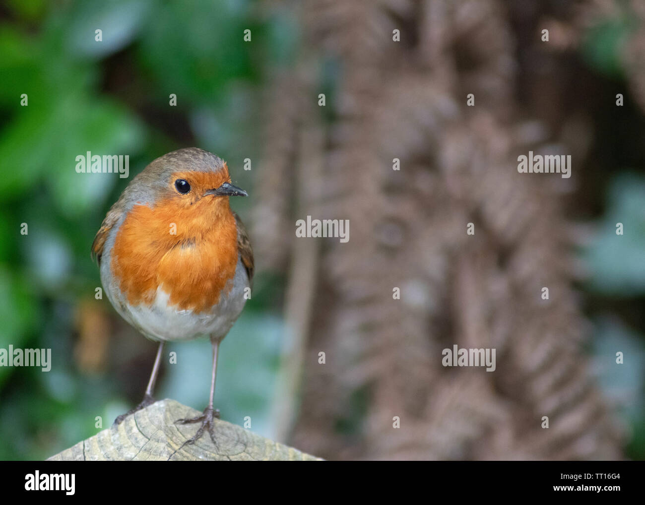 A close up of a European red robin on a wooden post in front of a tree ...