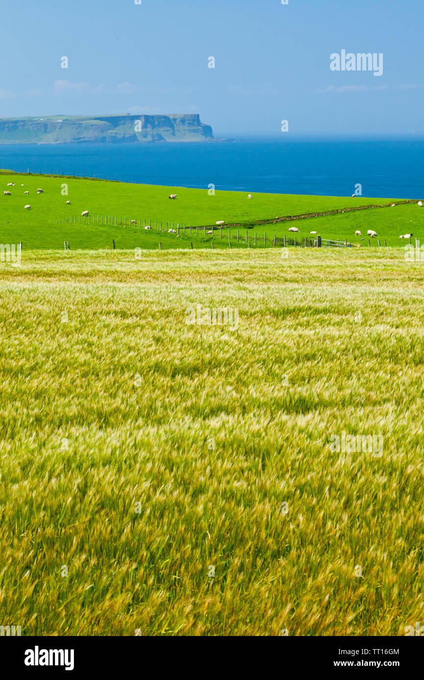 Causeway Coastal Route. Antrim County, Northern Ireland, Europe Stock ...