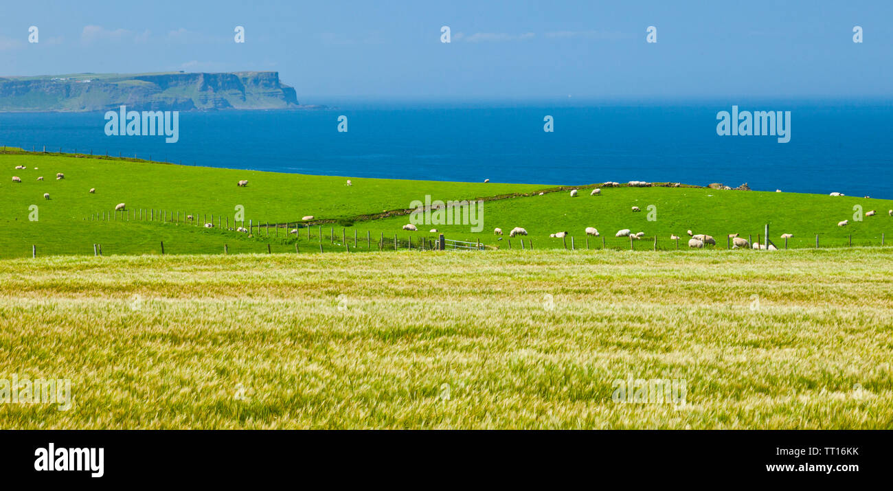 Causeway Coastal Route. Antrim County, Northern Ireland, Europe Stock ...