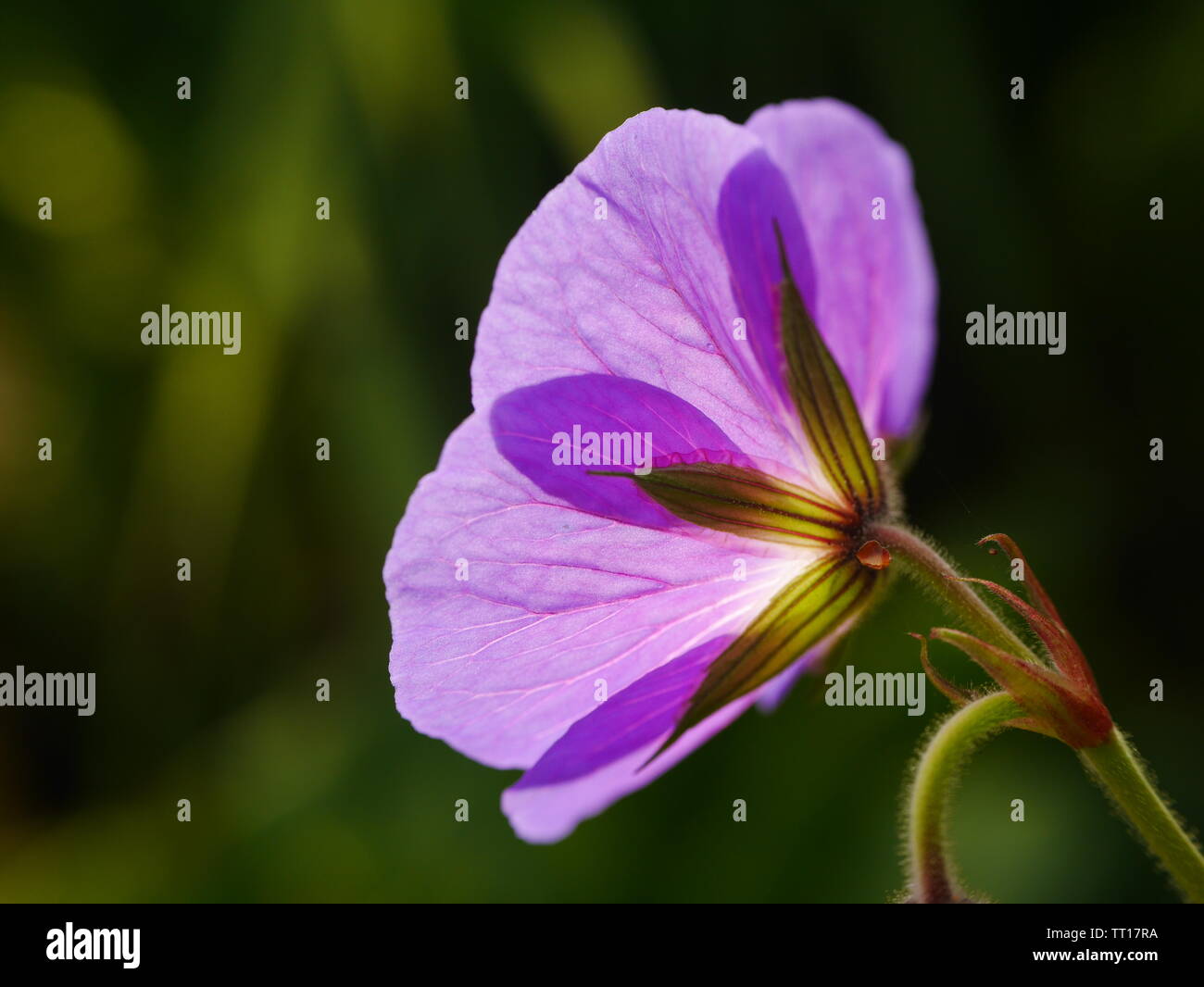 Back lit flower hi-res stock photography and images - Alamy