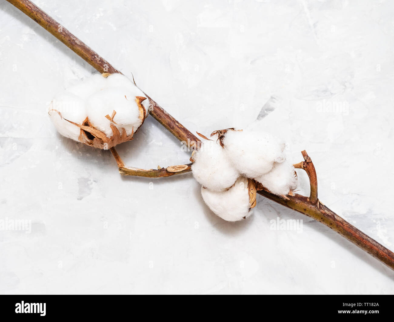 natural twig of ripe cotton plant on gray concrete board Stock Photo ...