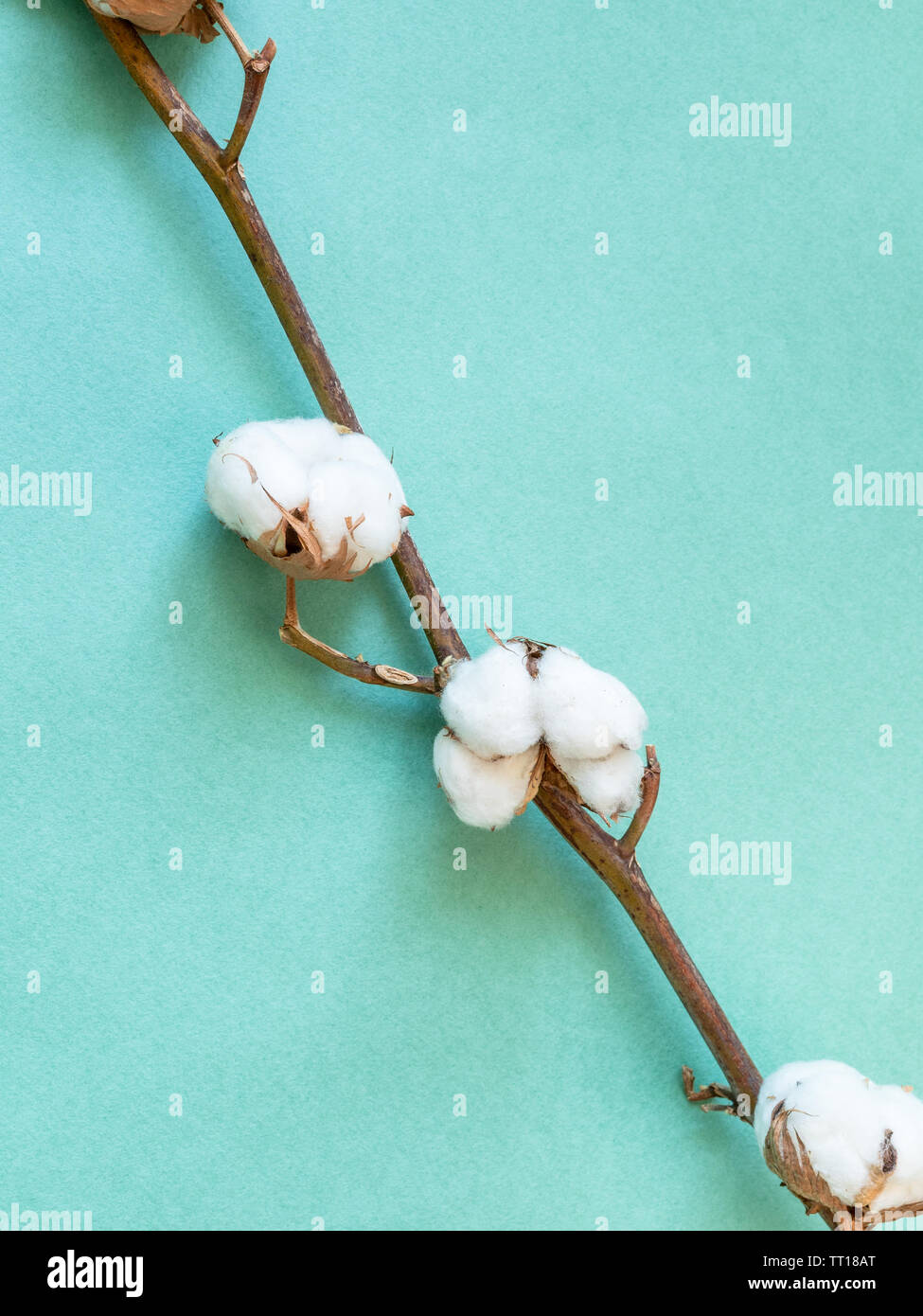 natural twig of ripe cotton plant on green aquamarine color paper ...