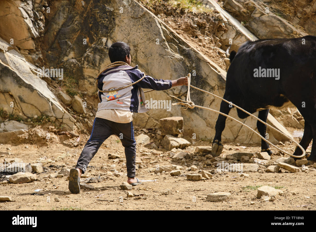Lassoing cows, Tarabuco, Bolivia Stock Photo - Alamy