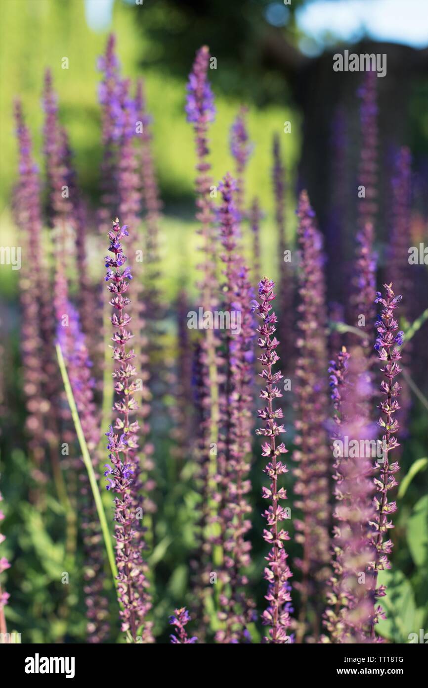 Purple Wood Sage - Salvia nemorosa ‘Caradonna’ growing in a garden ...