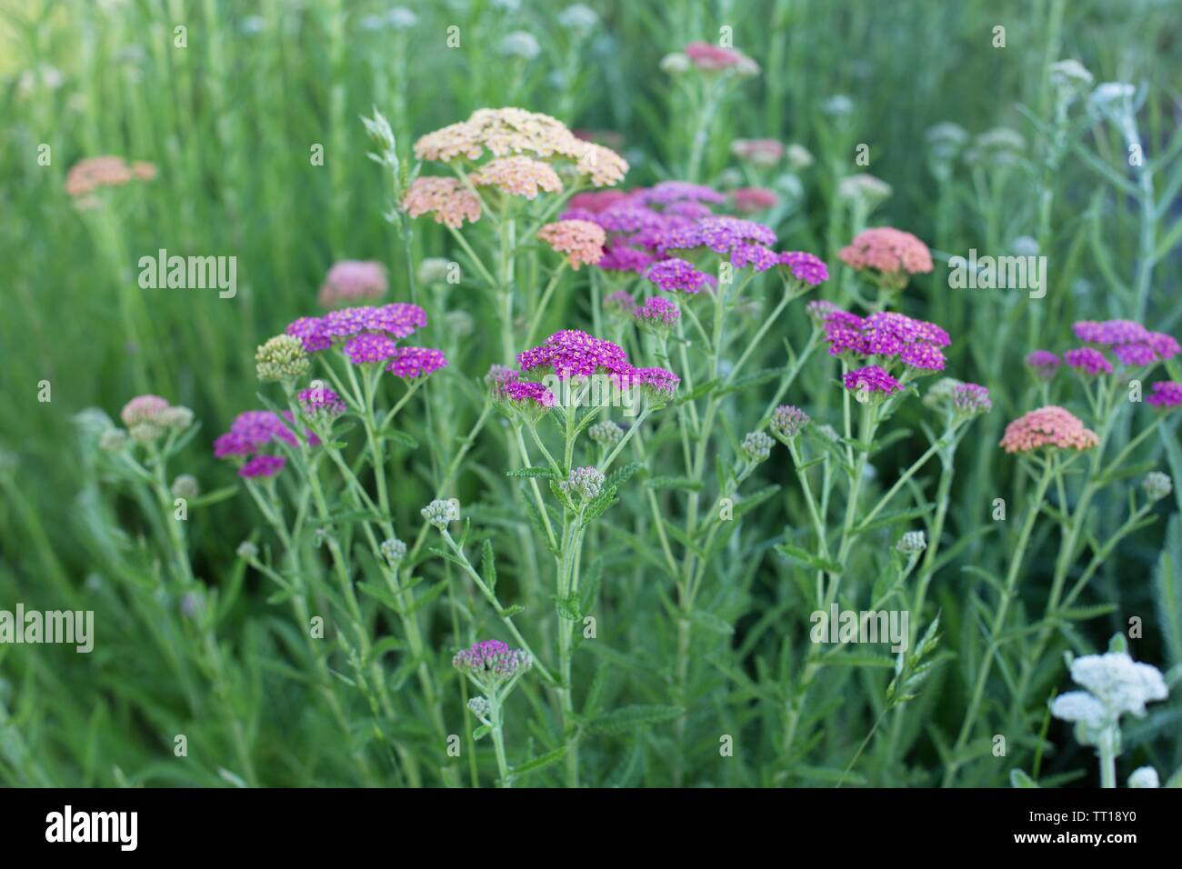Yarrow flower hi-res stock photography and images - Alamy