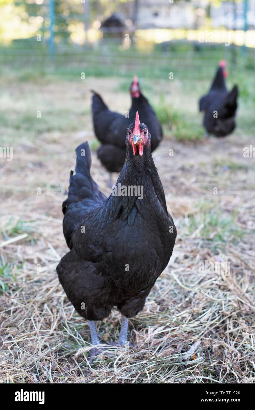 Black hen in yard hi-res stock photography and images - Alamy