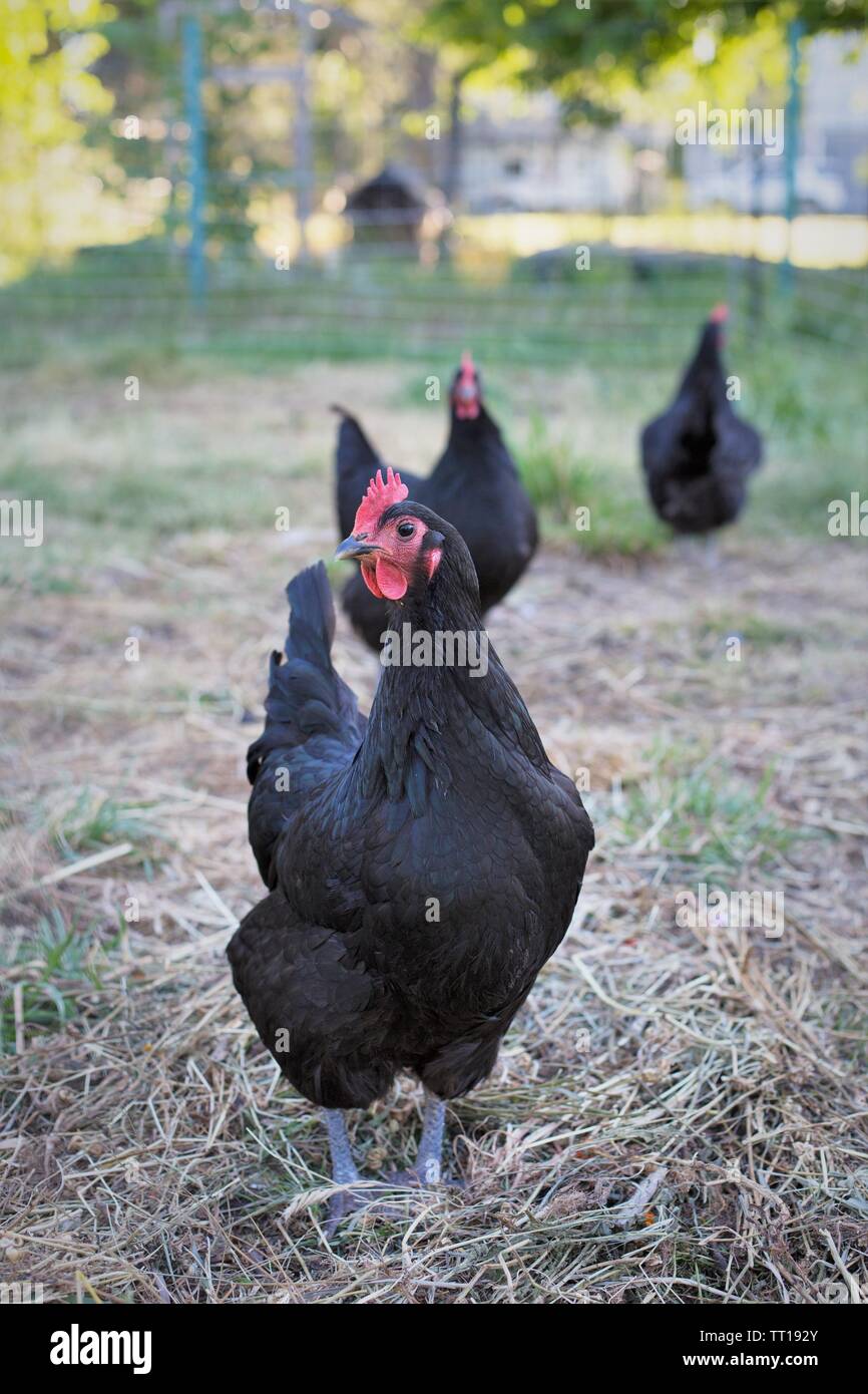 Small Black Chicken