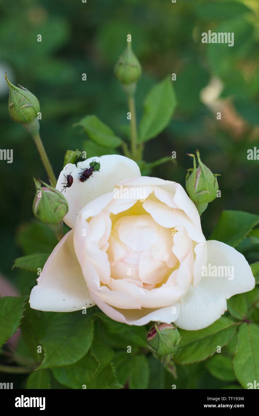 Rose weevils - Curculios - on a rose flower Stock Photo - Alamy