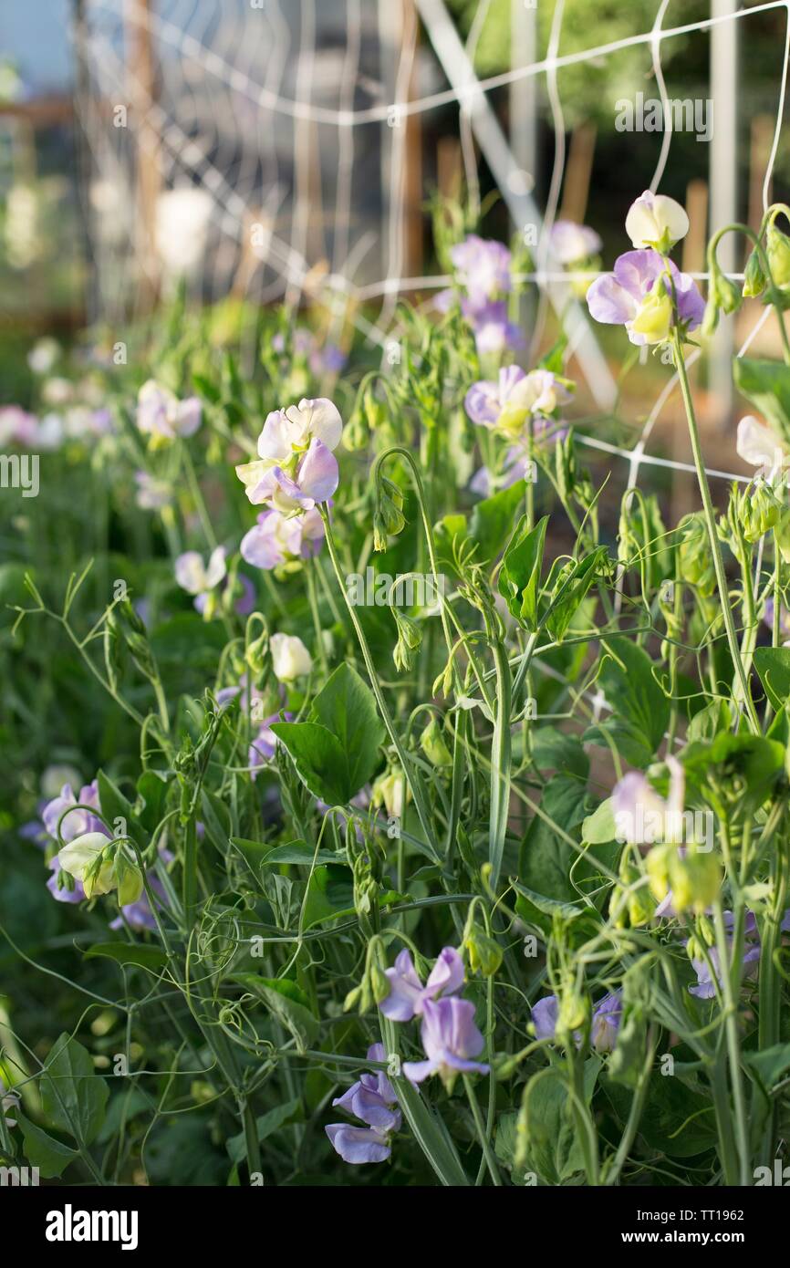 Peas garden netting hi-res stock photography and images - Alamy