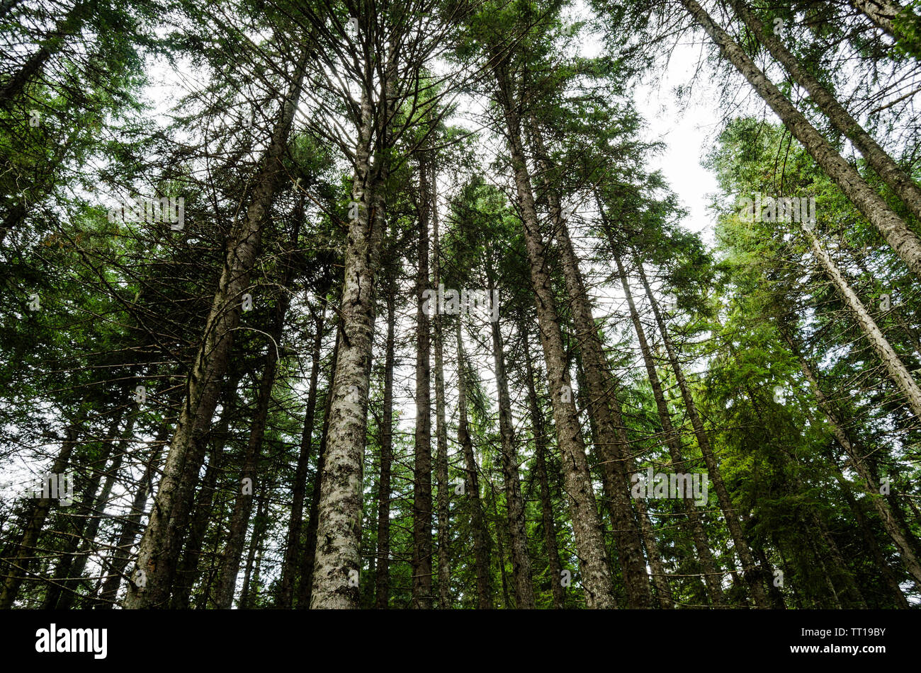Dense pine forest, the top of a tall pine in Montenegro.The view from ...