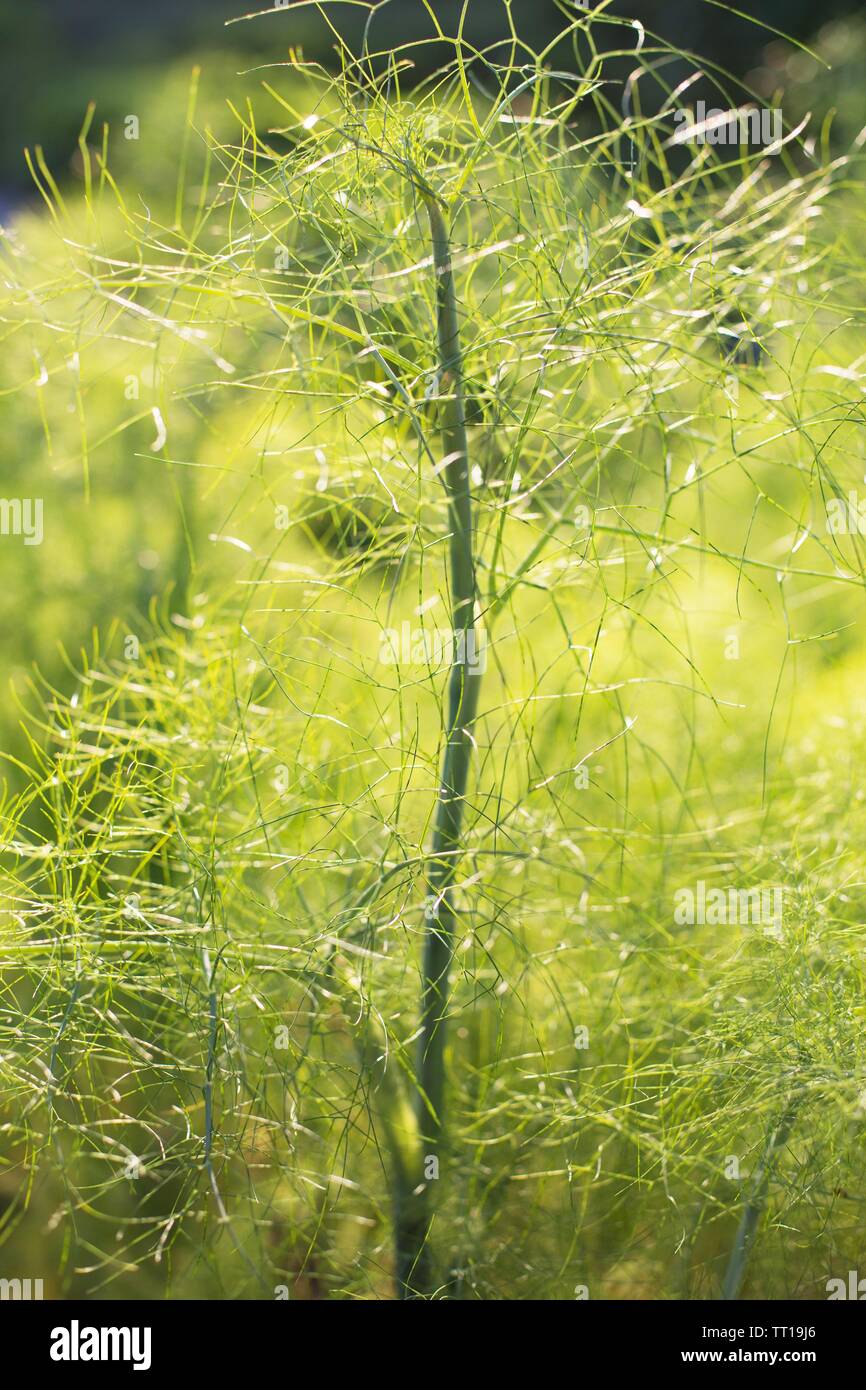 Sunlight shining through fennel plant Stock Photo - Alamy